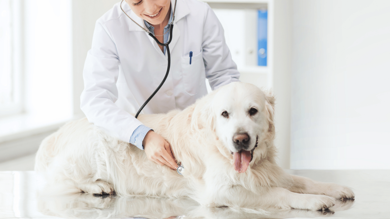 Virtual Veterinary Services | Virtual Vet Behavior Medicine