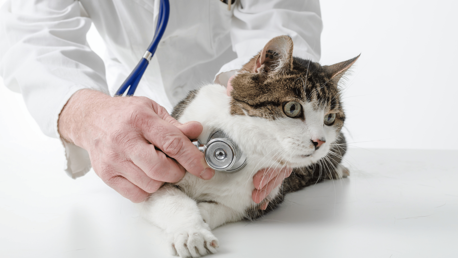 Virtual Veterinary Services | Virtual Vet Behavior Medicine