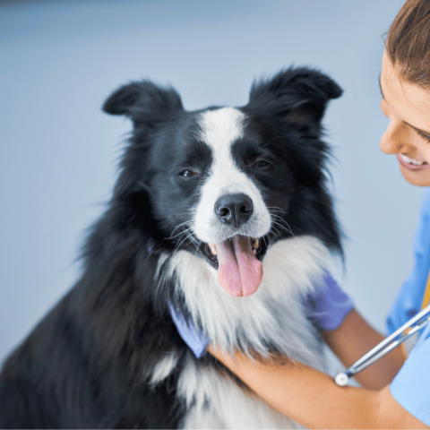 Virtual Veterinary Behavior Consults | Virtual Veterinary Behavior Medicine