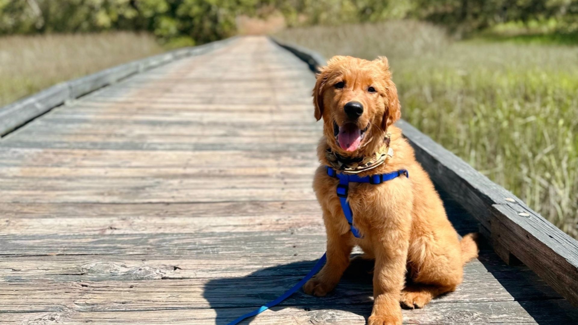 About Virtual Veterinary Behavior Medicine | Nationwide Vet